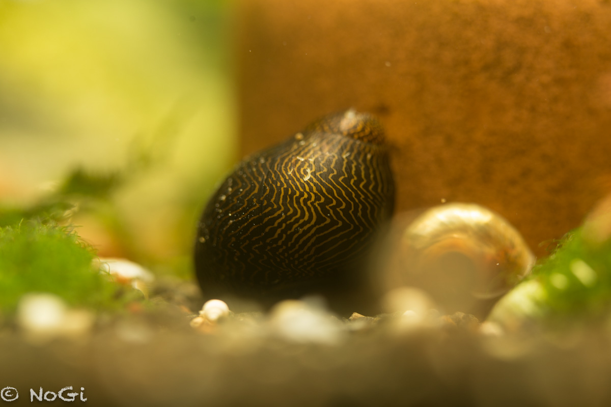 My native snail - Freshwater Snails - Shrimp Keepers Forum